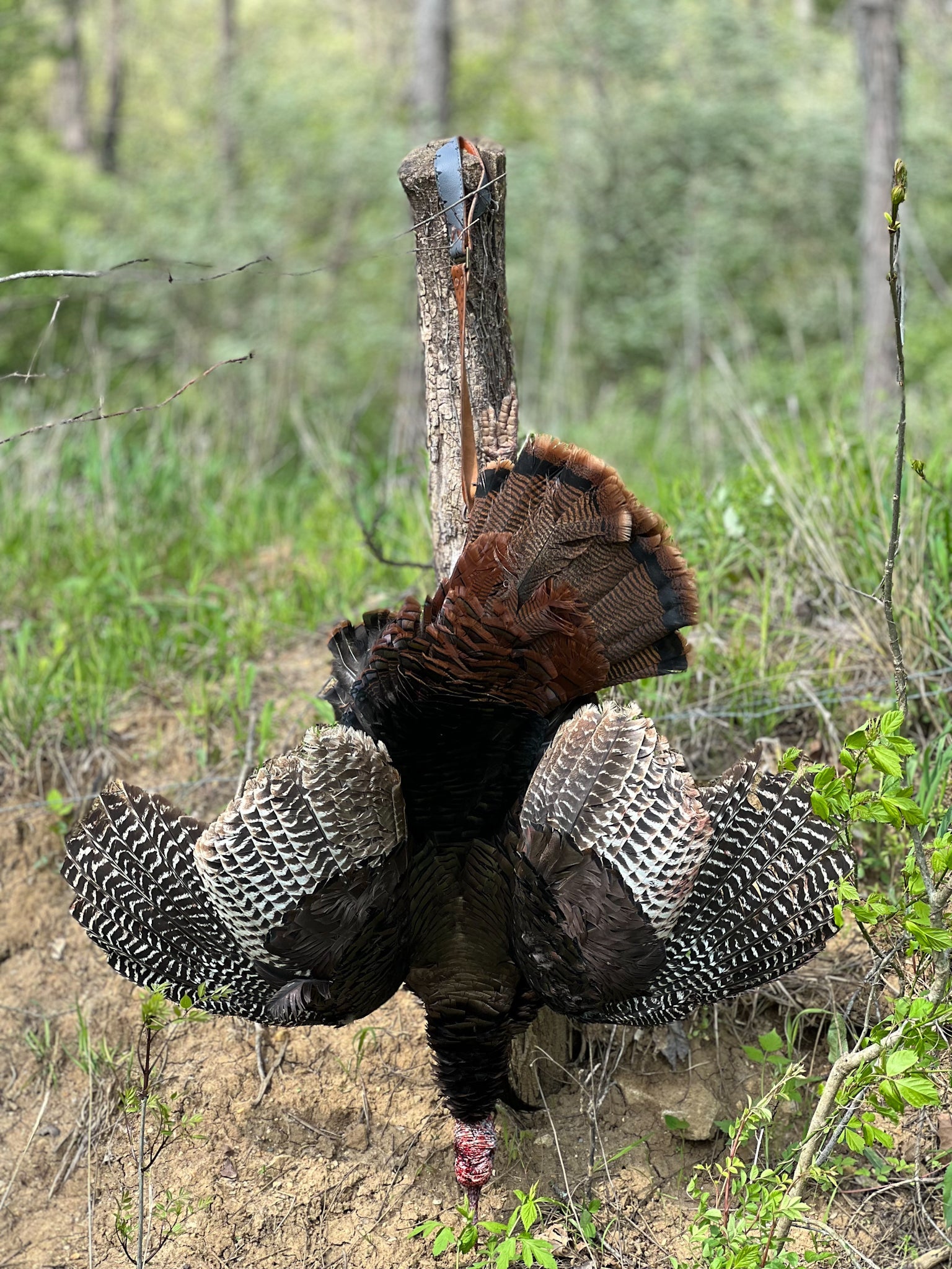 Turkey Season 🦃 – ShillingFowlCo